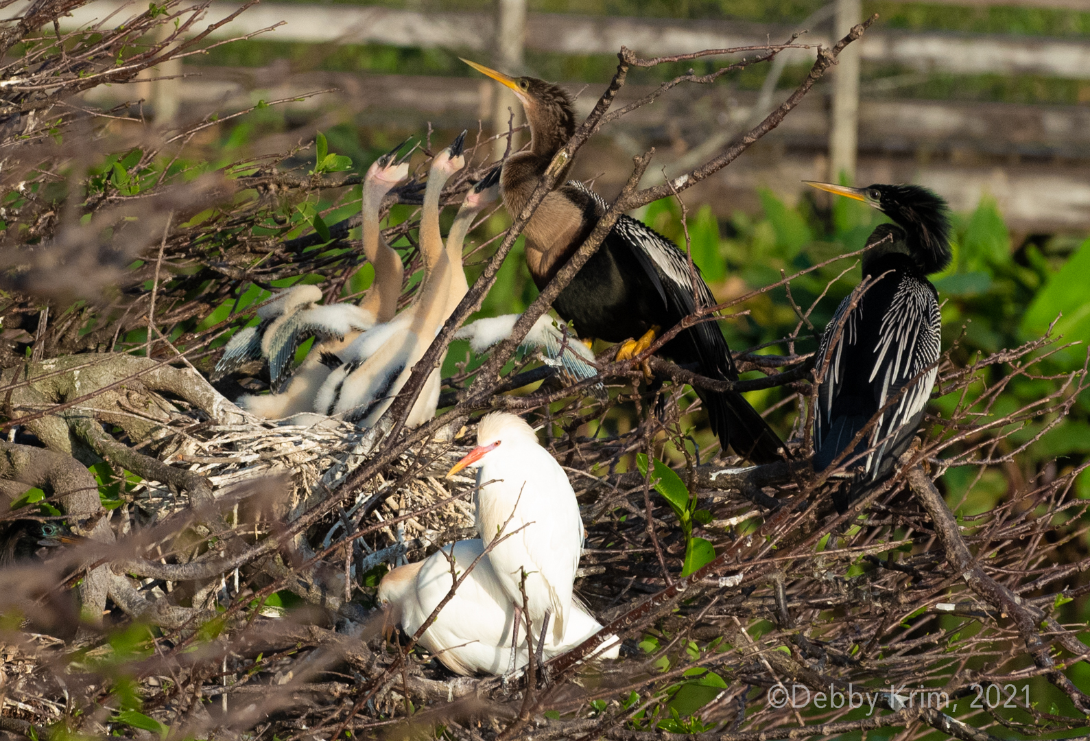 Wildlife…and it is wild | Debby Krim Arts